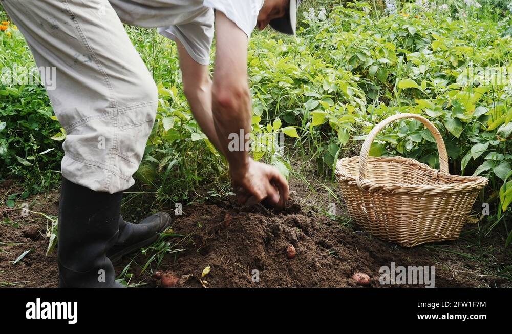 Skin harvesting Stock Videos & Footage - HD and 4K Video Clips - Alamy