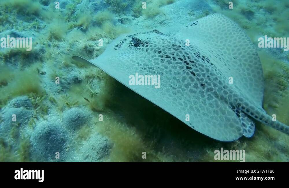 Leopard stingray Stock Videos & Footage - HD and 4K Video Clips - Alamy