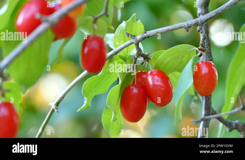 Red berries on twig Stock Videos & Footage - HD and 4K Video Clips - Alamy