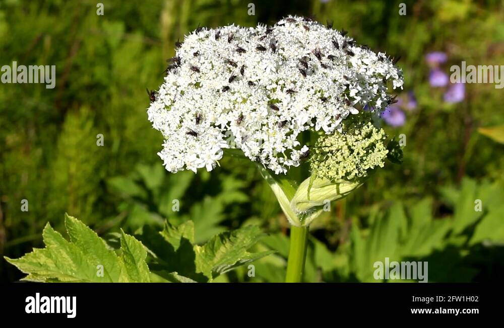 Biting black flies Stock Videos & Footage - HD and 4K Video Clips - Alamy