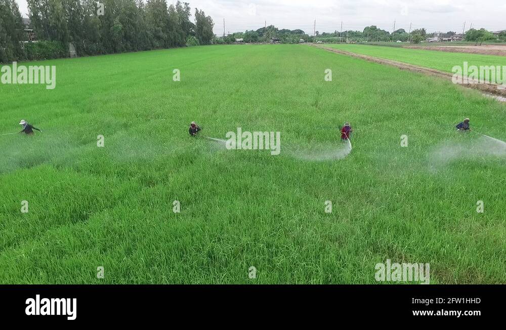 Insecticides spraying Stock Videos & Footage - HD and 4K Video Clips ...