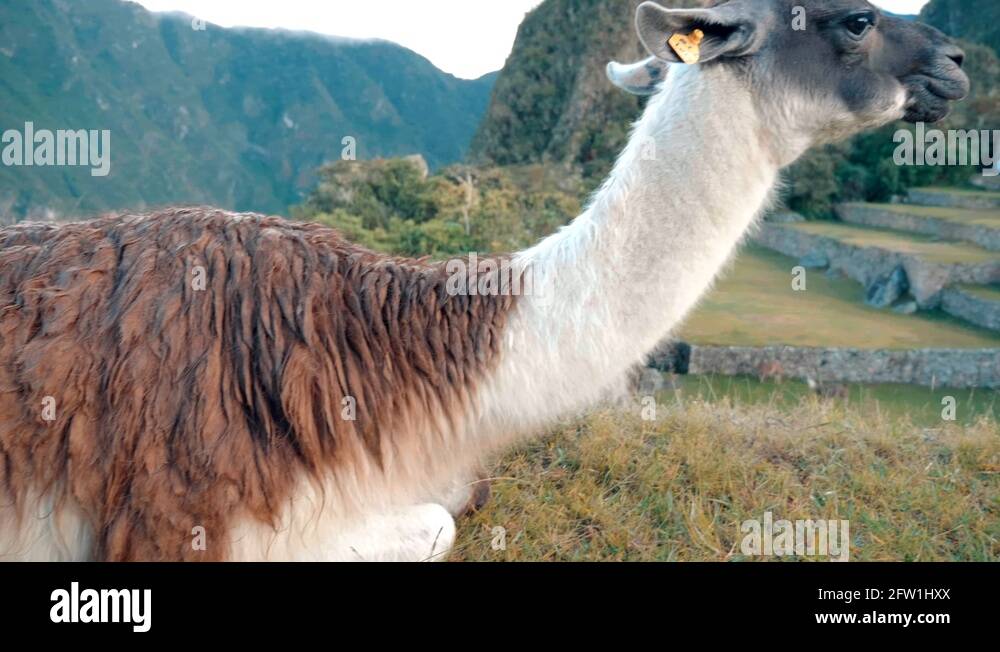 Machu picchu animal Stock Videos & Footage - HD and 4K Video Clips - Alamy