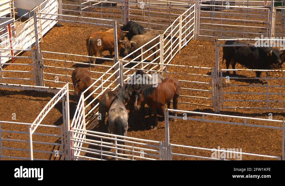 Paddock Stock Videos & Footage - HD and 4K Video Clips - Alamy