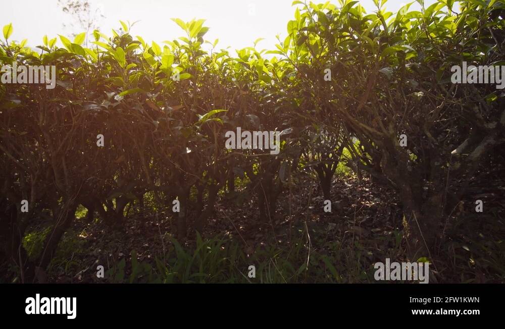 Tea farm sri lanka Stock Videos & Footage - HD and 4K Video Clips - Alamy