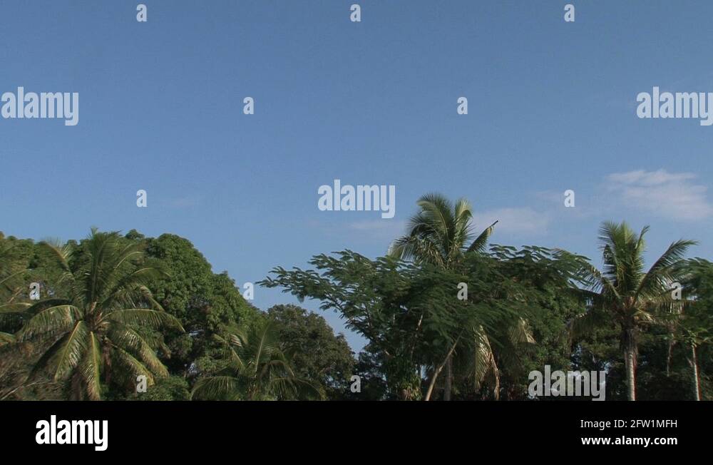 Air fiji Stock Videos & Footage - HD and 4K Video Clips - Alamy