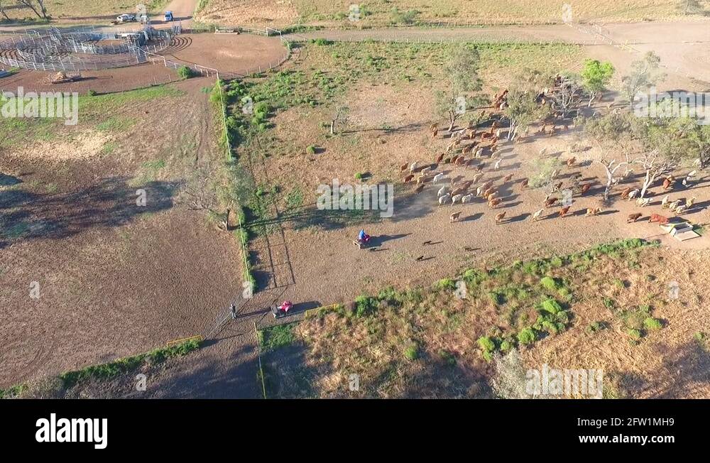 Outback cattle farming Stock Videos & Footage - HD and 4K Video Clips ...