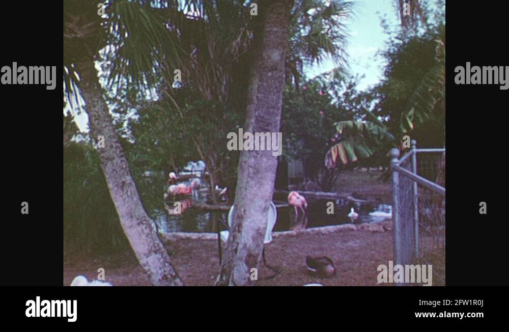 Rare wade Stock Videos & Footage - HD and 4K Video Clips - Alamy