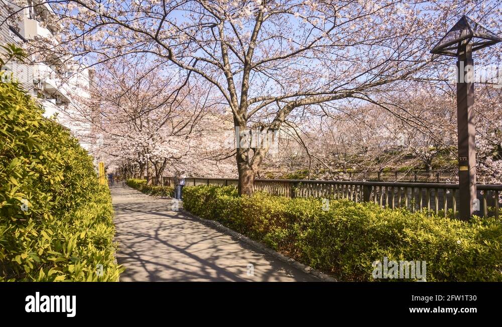 Hanami cherry blossom Stock Videos & Footage - HD and 4K Video Clips ...