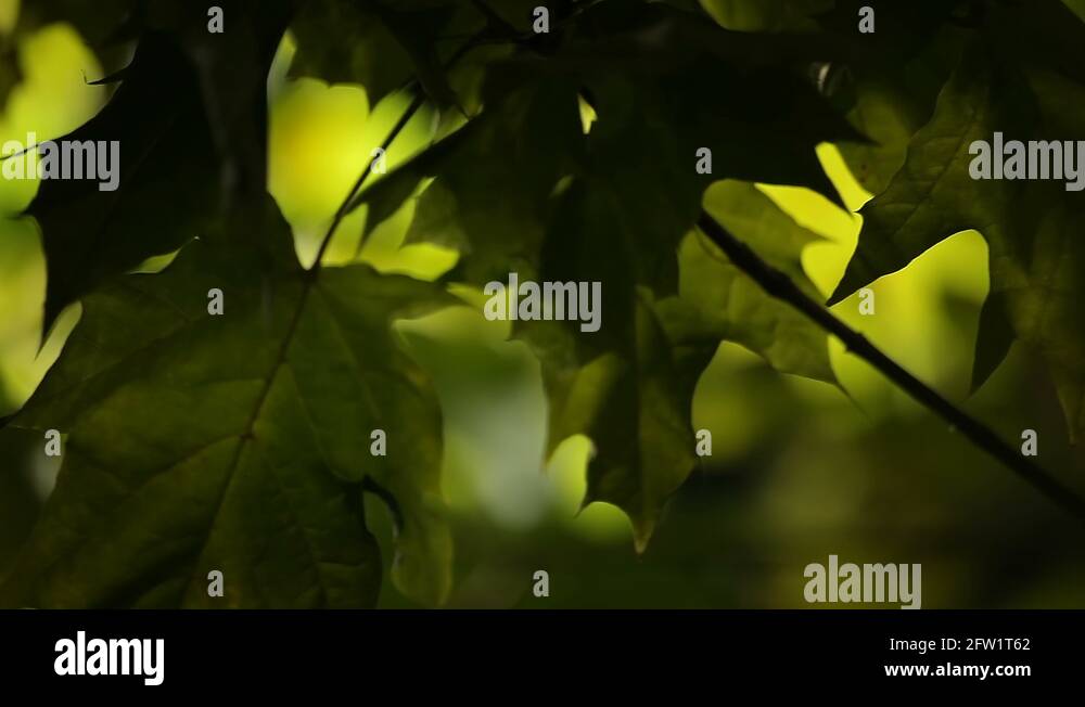 Horizontal backgrounds Stock Videos & Footage - HD and 4K Video Clips ...