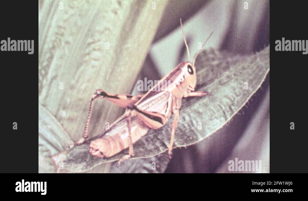 Grasshopper exoskeleton Stock Videos & Footage - HD and 4K Video Clips ...