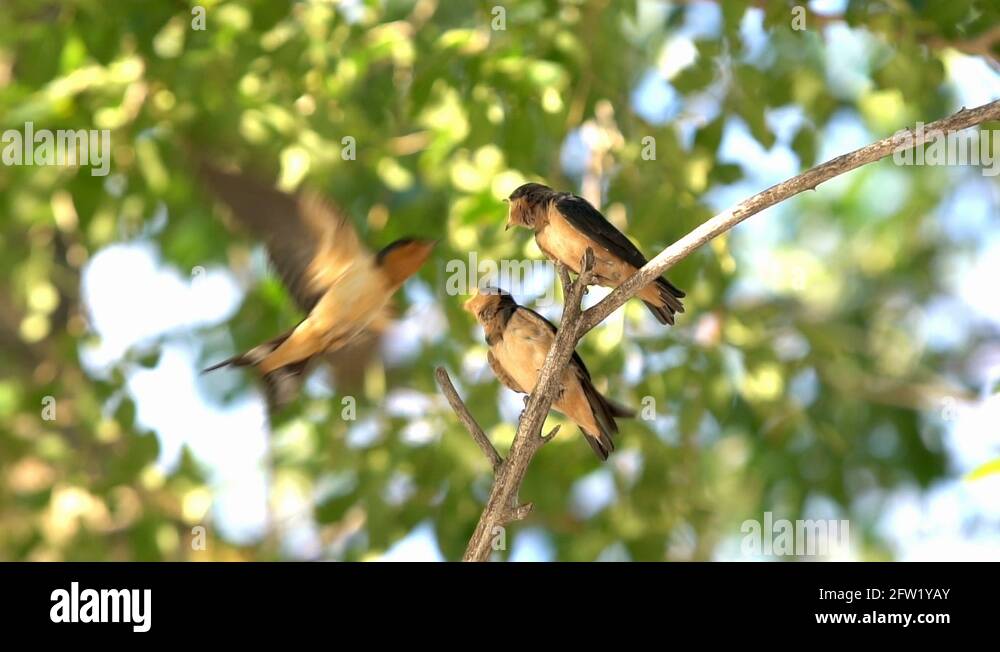 Adult tree swallow Stock Videos & Footage - HD and 4K Video Clips - Alamy