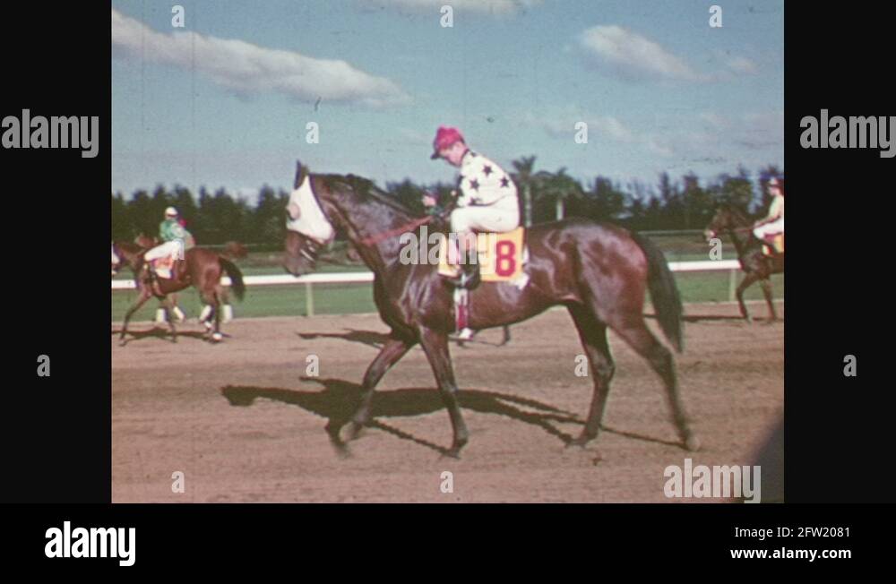 Rare farm birds Stock Videos & Footage - HD and 4K Video Clips - Alamy