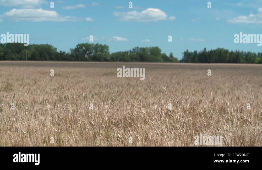 Canadian grains Stock Videos & Footage - HD and 4K Video Clips - Alamy