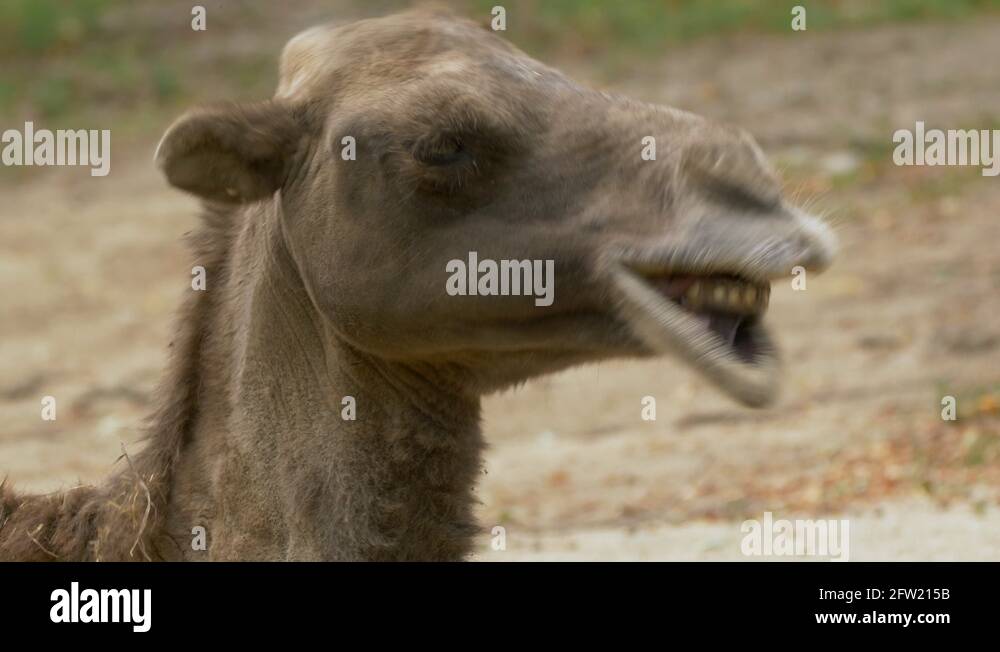 Wild animal grin Stock Videos & Footage - HD and 4K Video Clips - Alamy