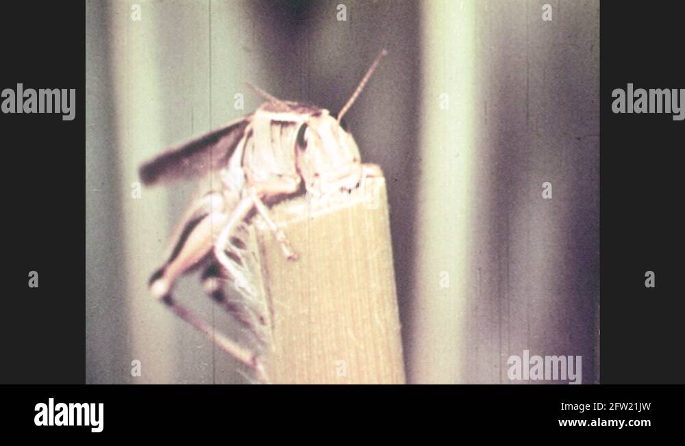 Cricket head Stock Videos & Footage - HD and 4K Video Clips - Alamy