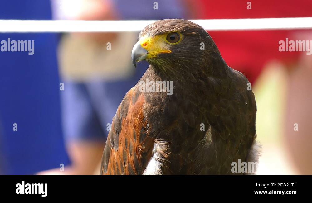 harris hawk closeup in a crowd 4k Stock Video Footage - Alamy