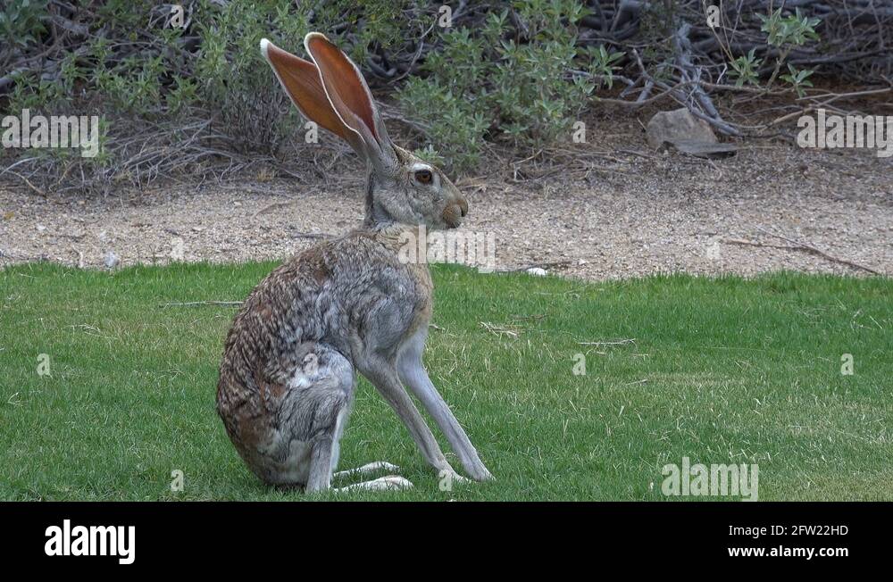 Legs ears Stock Videos & Footage - HD and 4K Video Clips - Alamy
