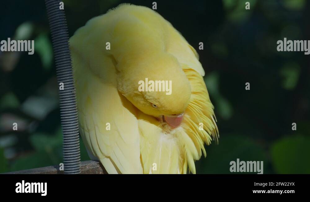 Preening parrot Stock Videos & Footage - HD and 4K Video Clips - Alamy