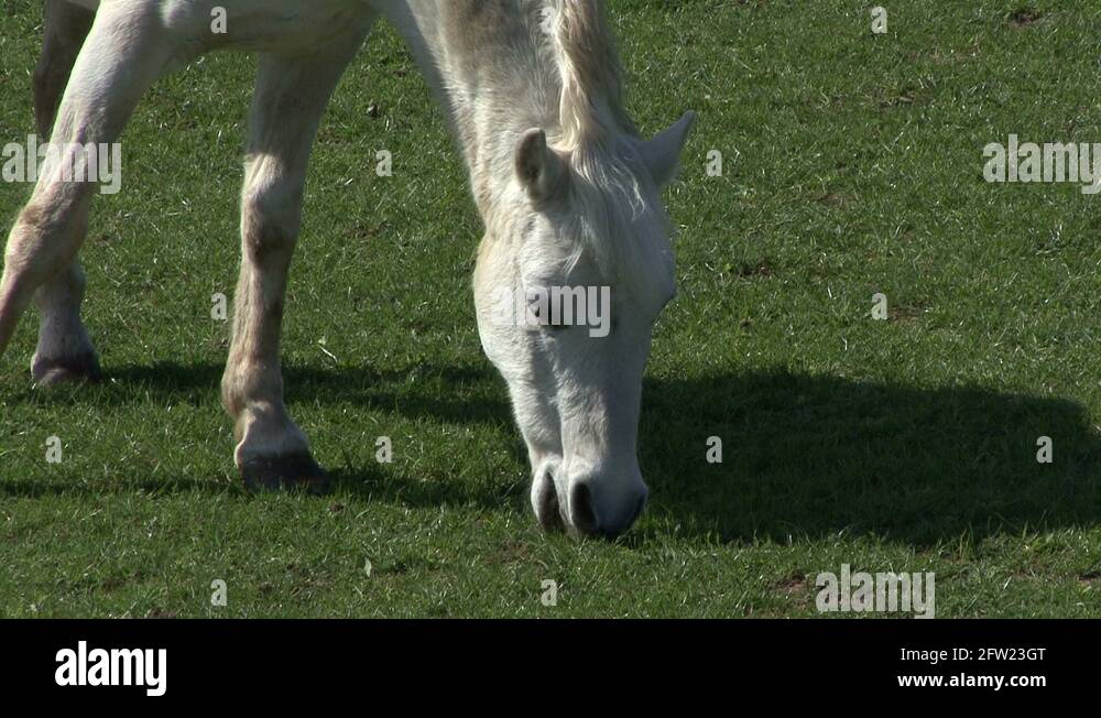 Short grazed grass Stock Videos & Footage - HD and 4K Video Clips - Alamy