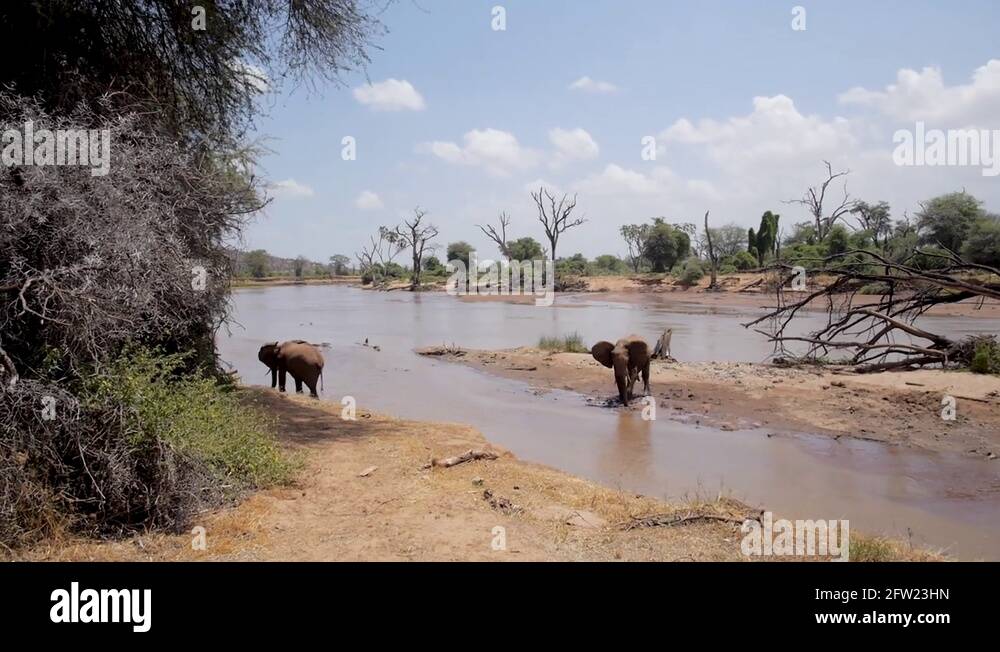 Elephants play in water Stock Videos & Footage - HD and 4K Video Clips ...