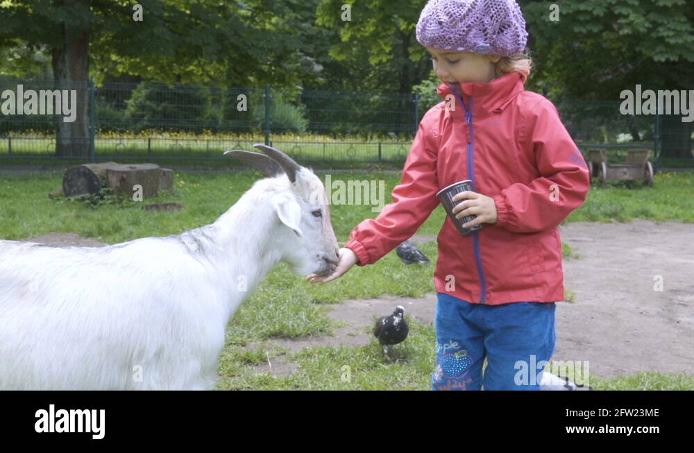 Child feeds a goat. Little girl with goat. The joy of the adorable baby ...