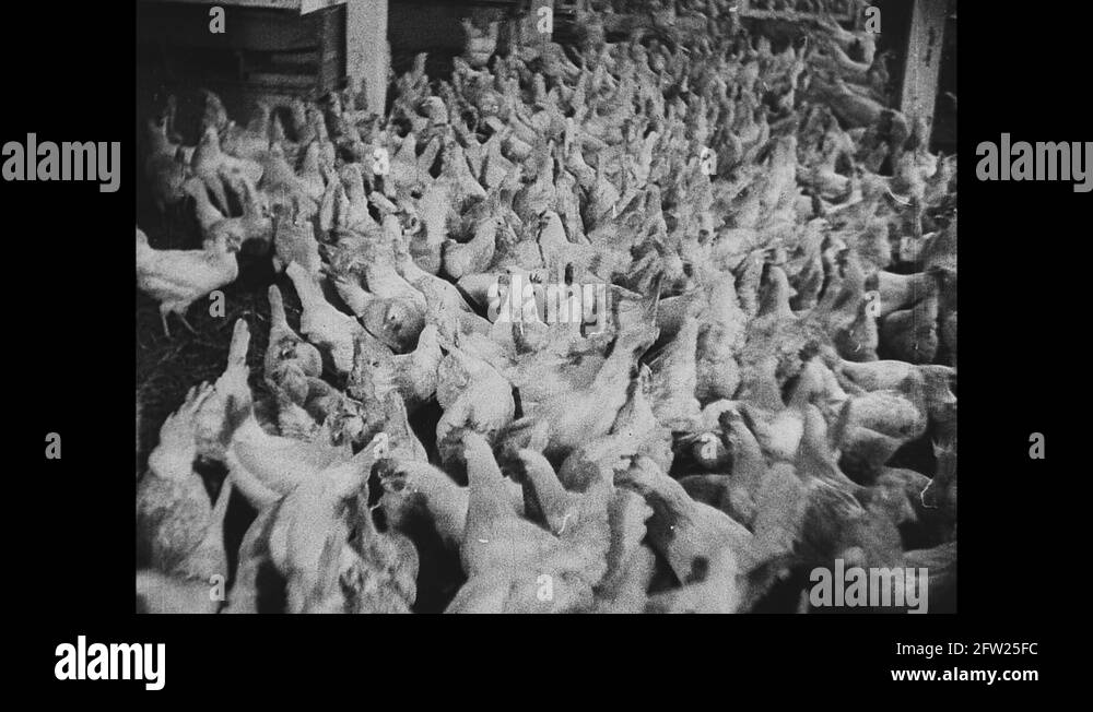 1931-Chicken Breeding / Factory Farming / USA / 1931 Stock Video ...