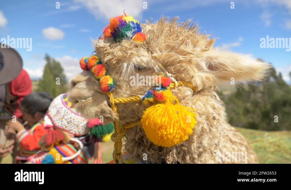 Peruvian side Stock Videos & Footage - HD and 4K Video Clips - Alamy