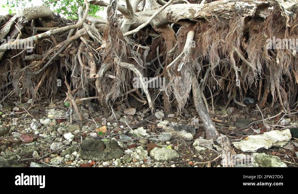 Undercut rocks Stock Videos & Footage - HD and 4K Video Clips - Alamy