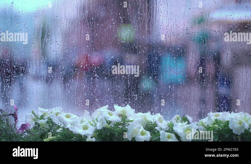 Rainy windy day behind wet window with white flowers and raindrops ...
