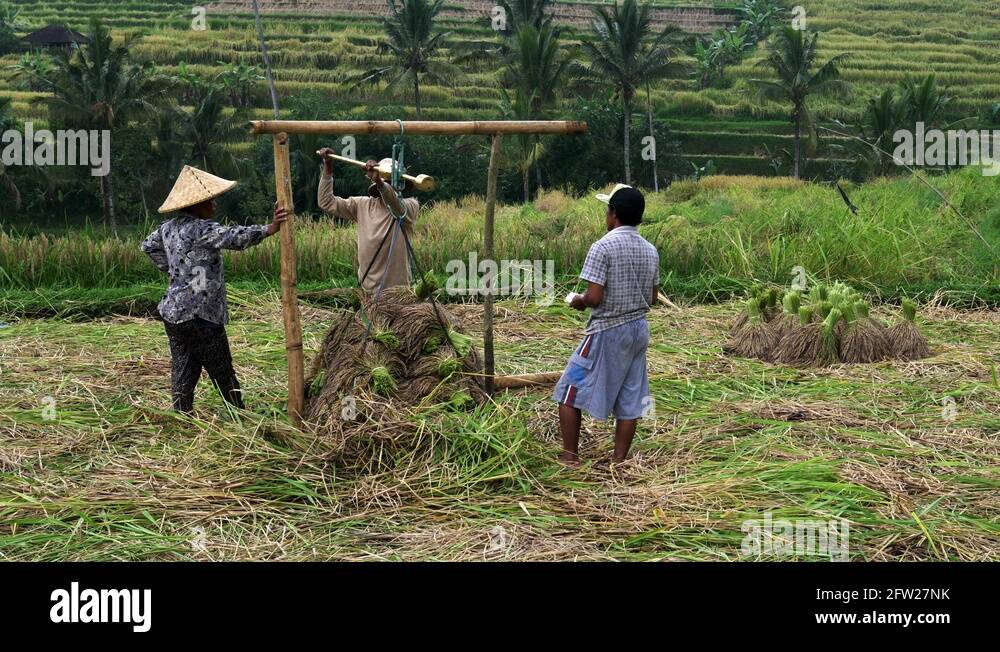 Bali rice workers Stock Videos & Footage - HD and 4K Video Clips - Alamy