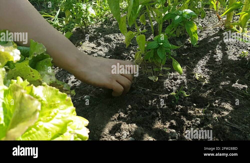 Basil seedling Stock Videos & Footage - HD and 4K Video Clips - Alamy