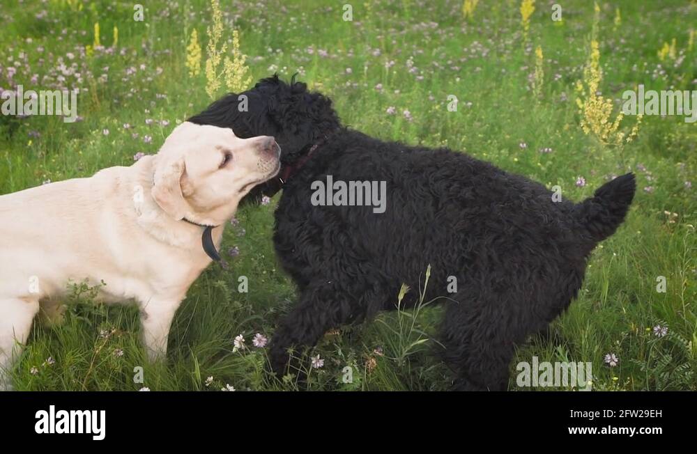 Poodle labrador retriever Stock Videos & Footage - HD and 4K Video ...
