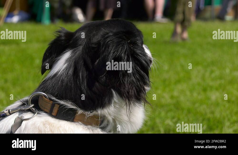 Collie spaniel Stock Videos & Footage - HD and 4K Video Clips - Alamy