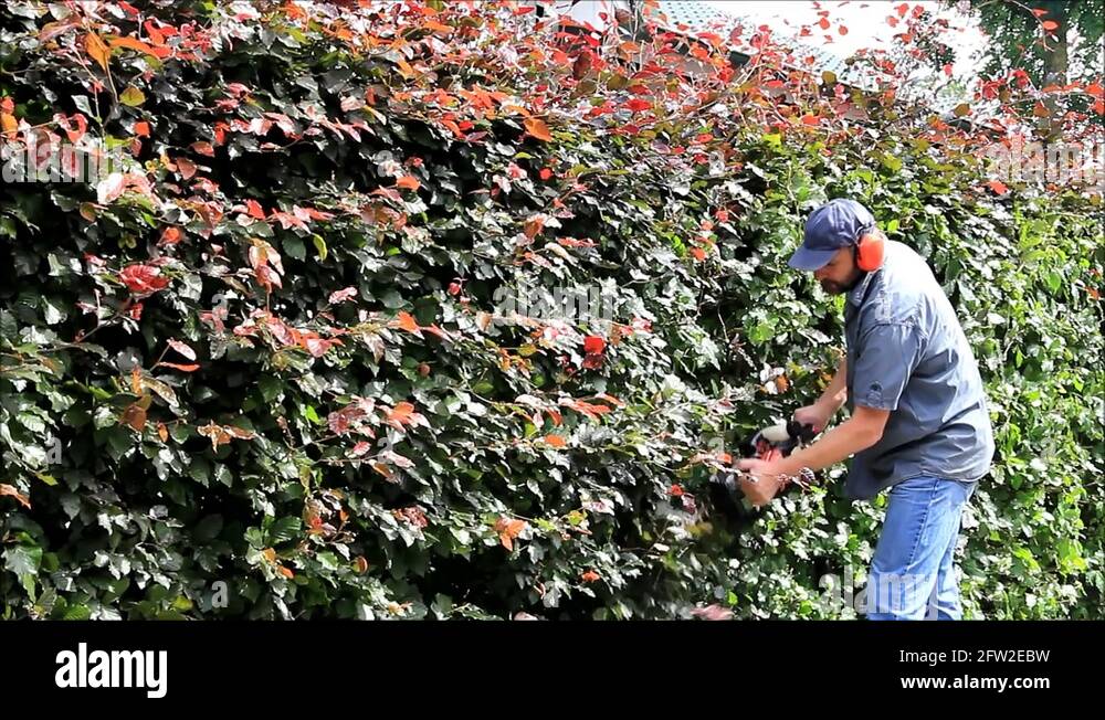 Cutting topiary Stock Videos & Footage - HD and 4K Video Clips - Alamy