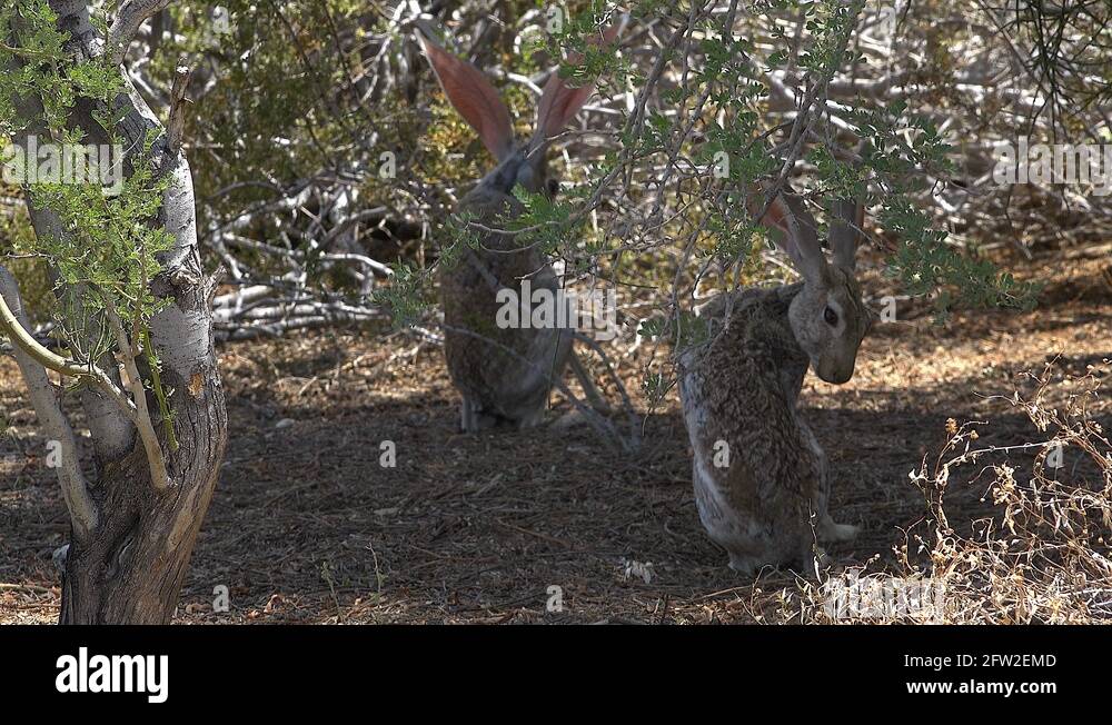 Desert shade Stock Videos & Footage - HD and 4K Video Clips - Alamy