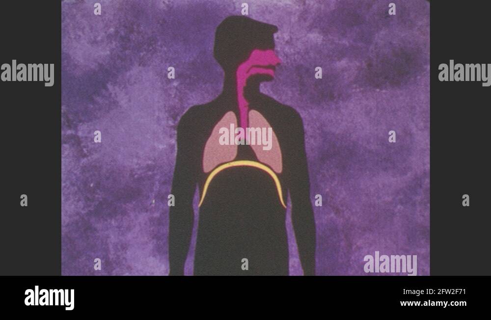 1970s: Animation of lungs and diaphragm. Close up cartoon depiction of ...