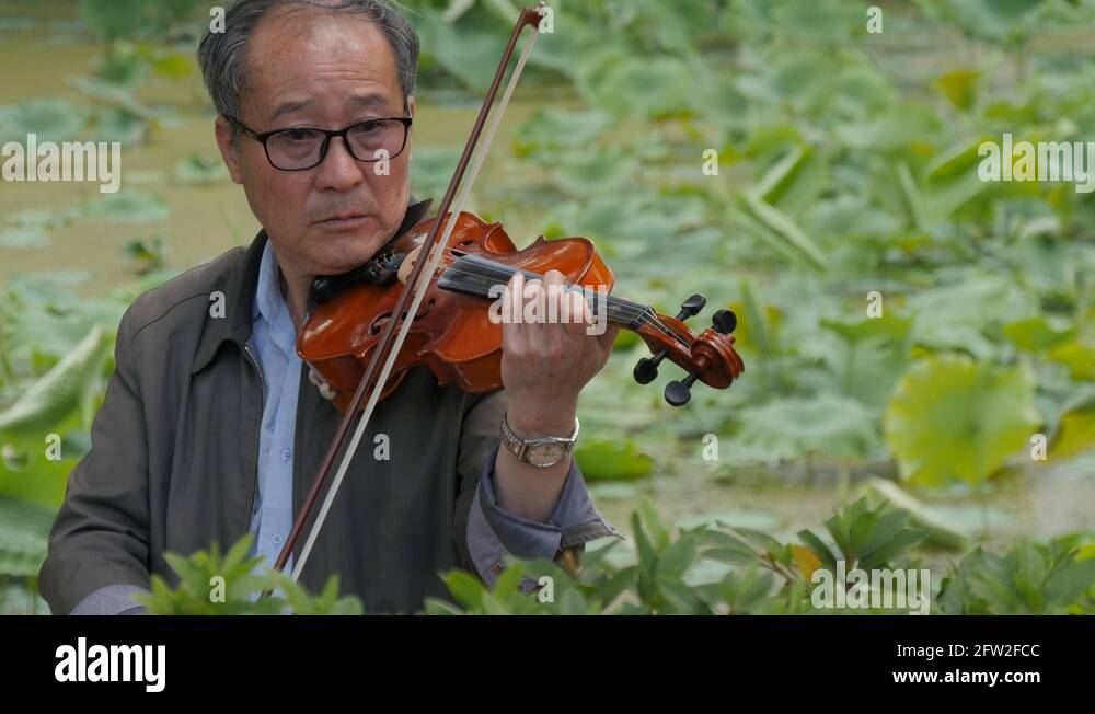 Asia man violin Stock Videos & Footage - HD and 4K Video Clips - Alamy