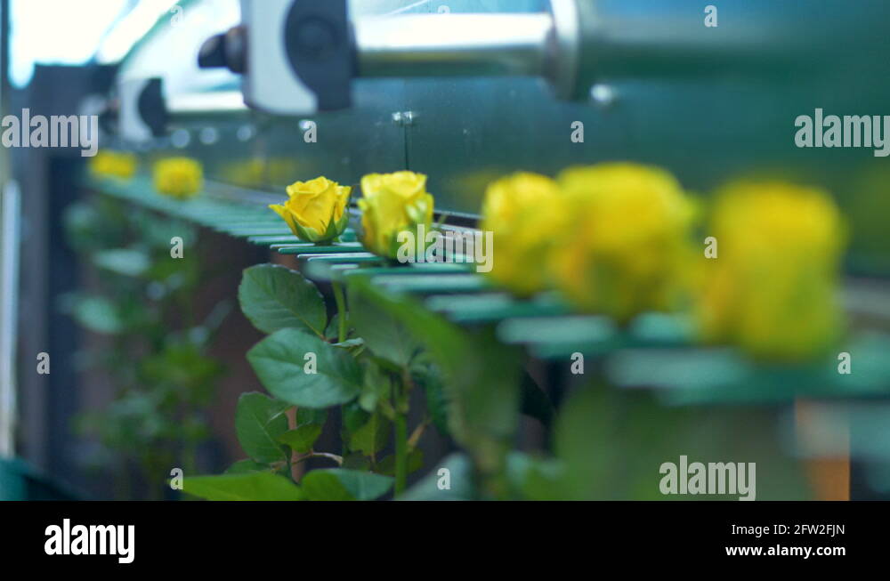 Transporting flowers Stock Videos & Footage - HD and 4K Video Clips - Alamy