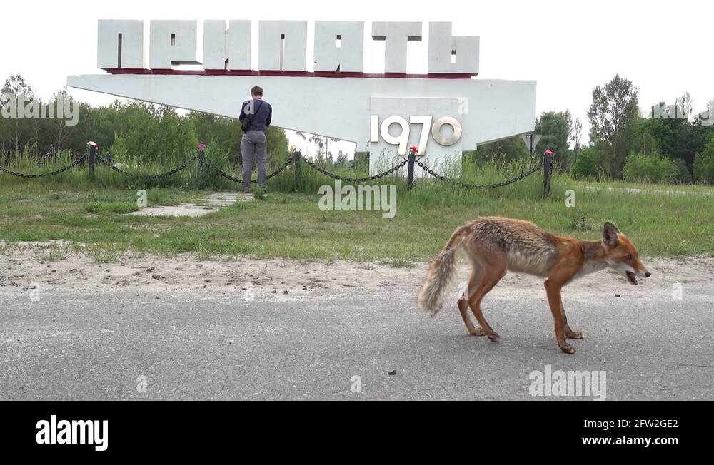 Poor fox Stock Videos & Footage - HD and 4K Video Clips - Alamy