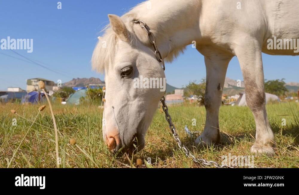 White pony horse Stock Videos & Footage - HD and 4K Video Clips - Alamy