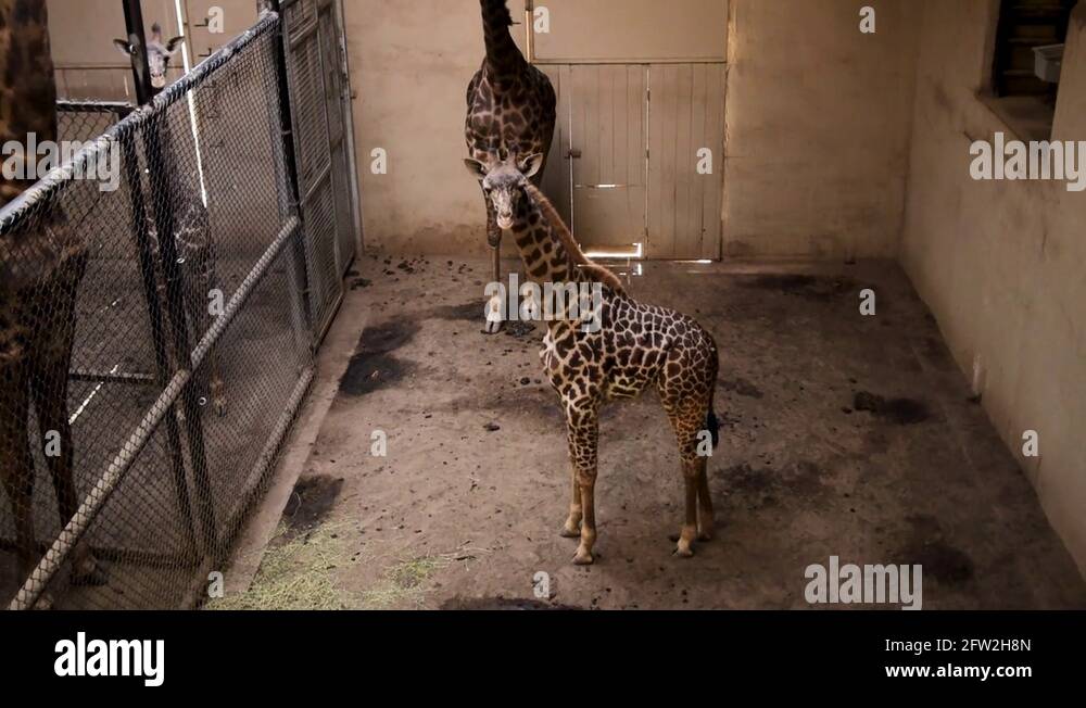 Zoo enclosure giraffe Stock Videos & Footage - HD and 4K Video Clips ...