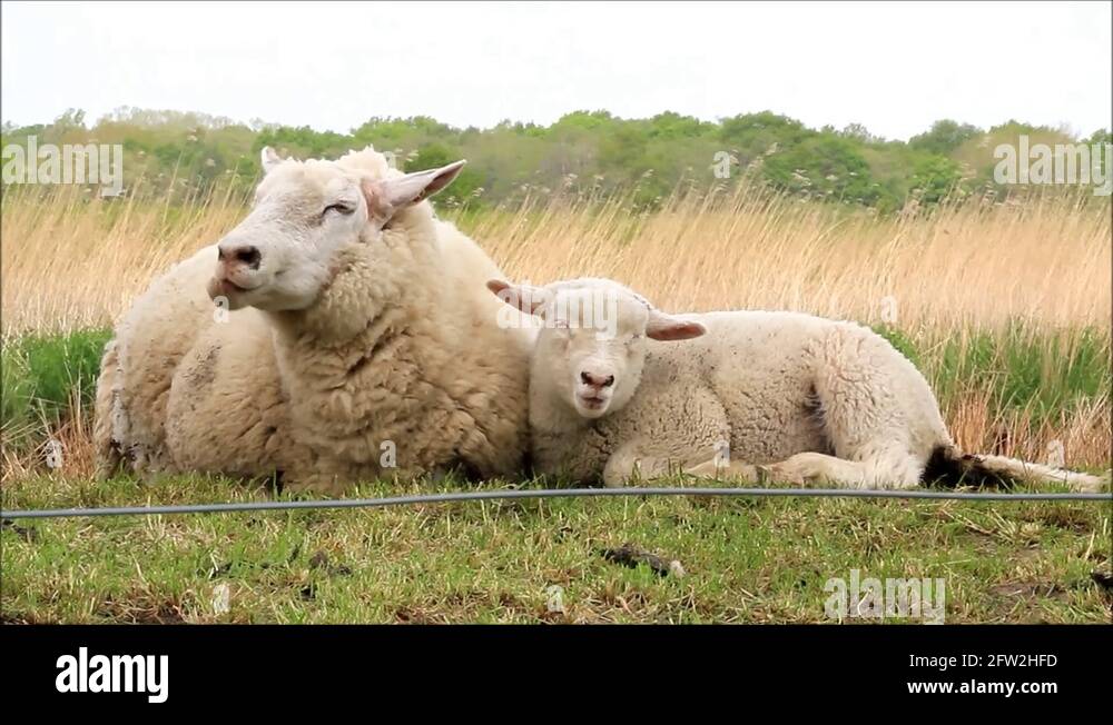 Ewe symbol Stock Videos & Footage - HD and 4K Video Clips - Alamy