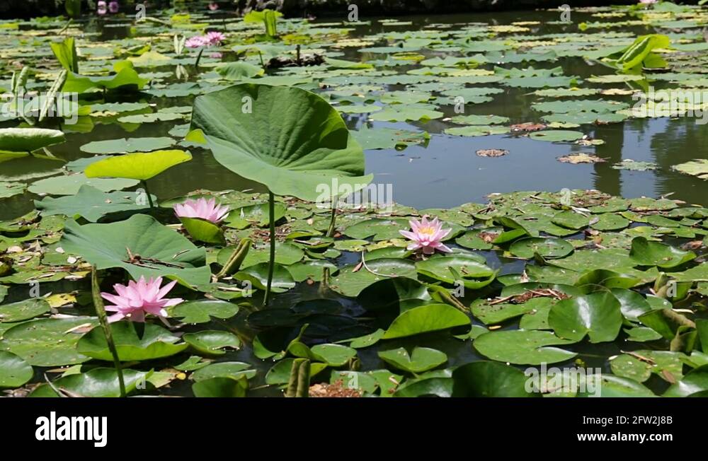 Lotus pads Stock Videos & Footage - HD and 4K Video Clips - Alamy