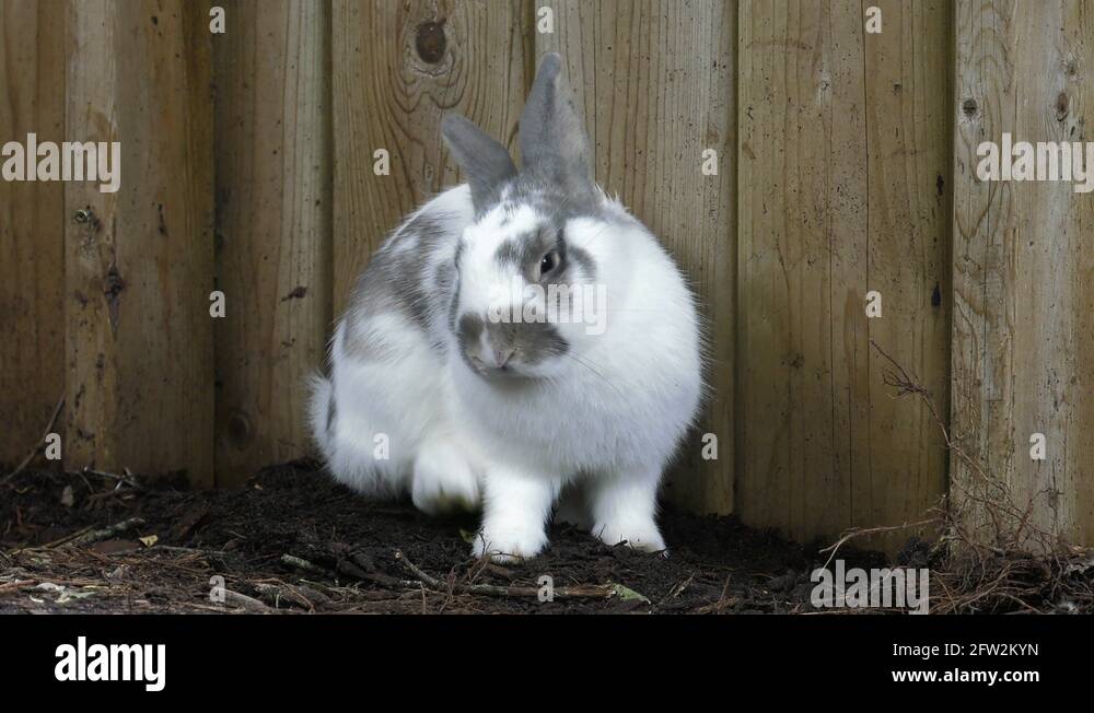 Fluffy bunny rabbit Stock Videos & Footage - HD and 4K Video Clips - Alamy