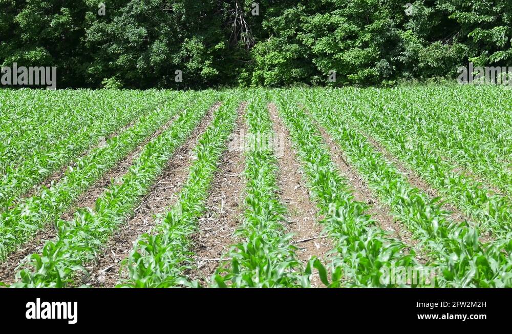 Crop in rows Stock Videos & Footage - HD and 4K Video Clips - Alamy