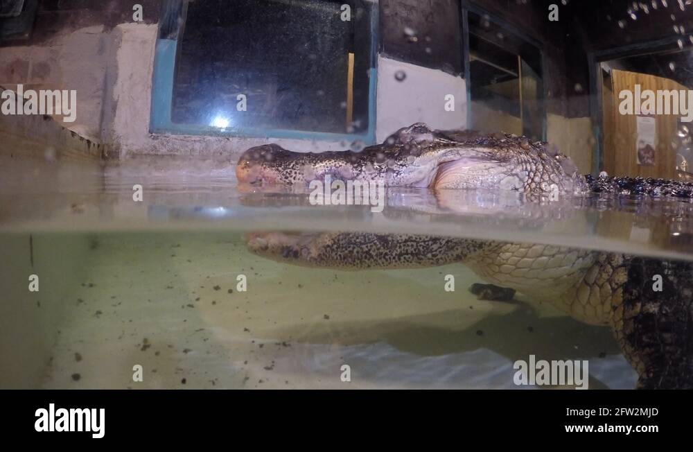 alligator eats a rat in zoo gopro with dome view half in half out 4k ...