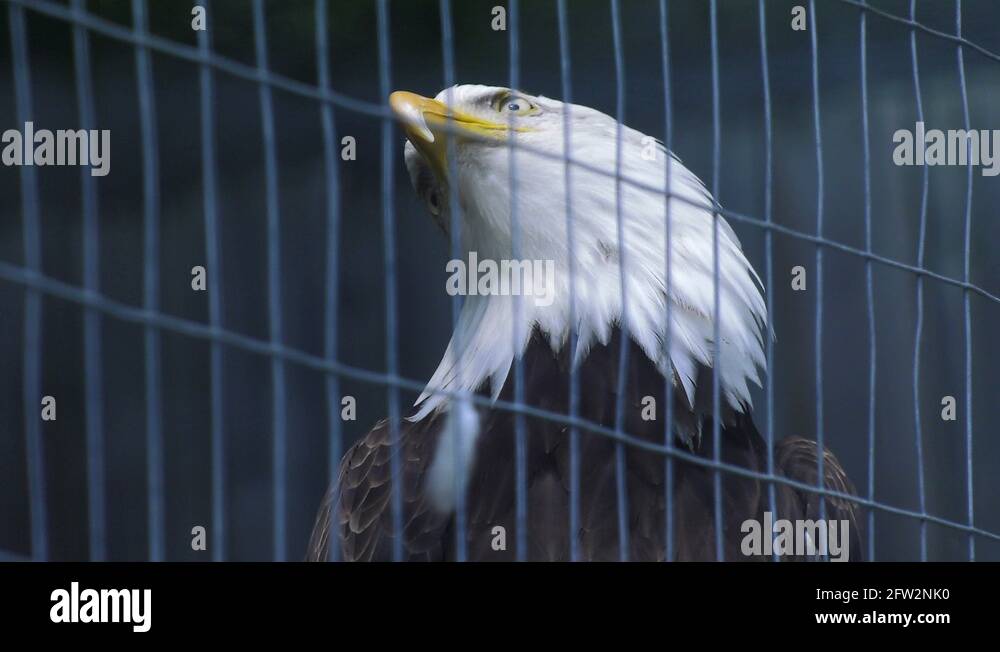 Confused eagle Stock Videos & Footage - HD and 4K Video Clips - Alamy