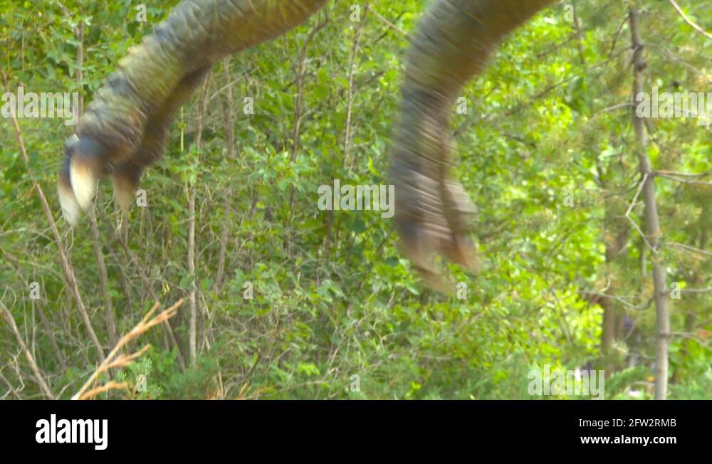 Raptor feet Stock Videos & Footage - HD and 4K Video Clips - Alamy