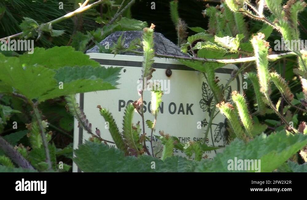 Danger poison oak sign Stock Videos & Footage - HD and 4K Video Clips ...