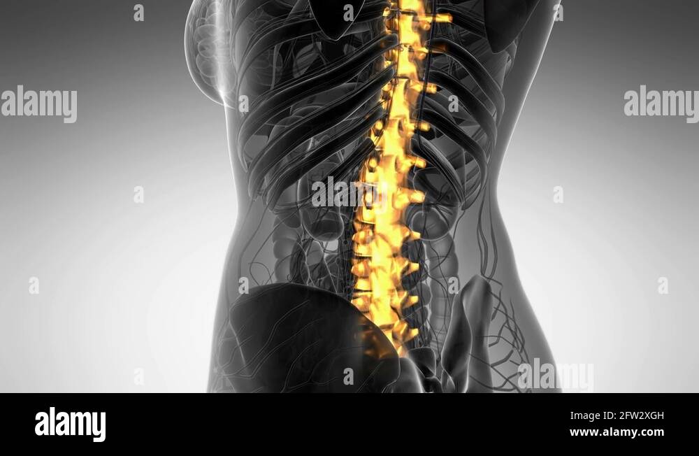 SPINE bone skeleton x-ray scan Stock Video Footage - Alamy